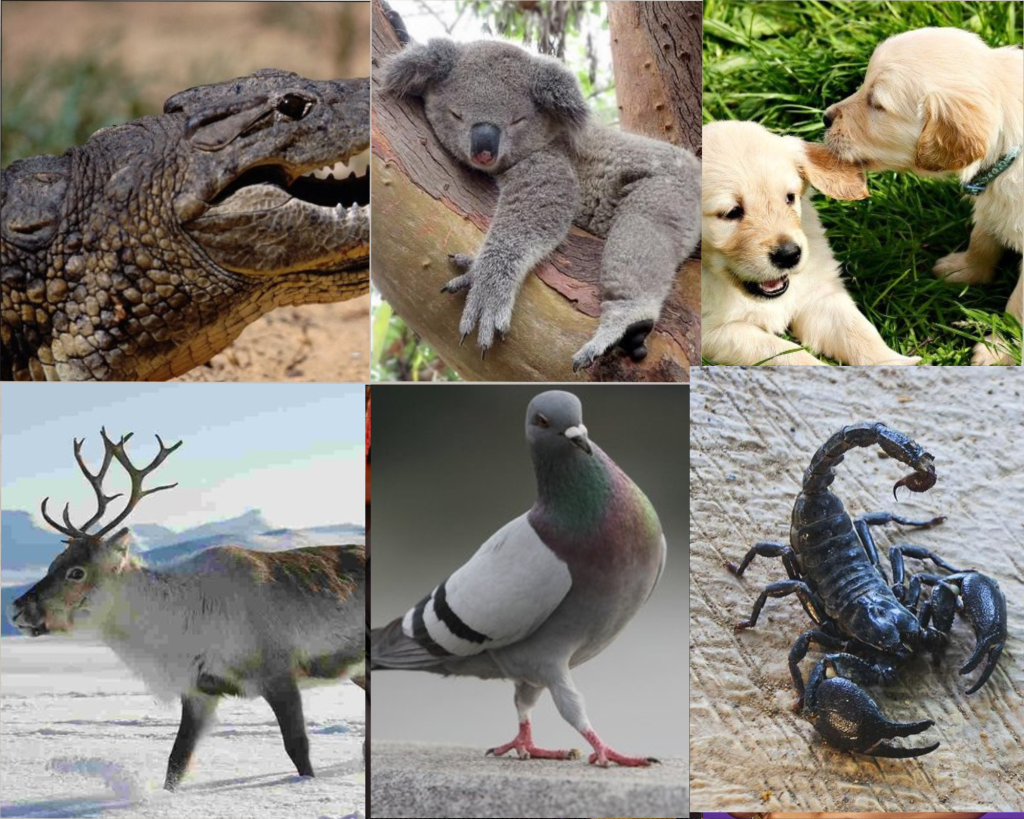 12 Astonishing Animal Facts You Need to Know