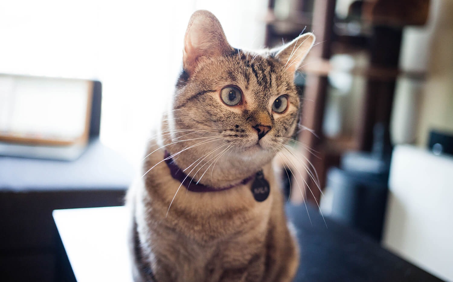 Meet Nala, the World's Richest Cat with a $100 Million Net Worth ...
